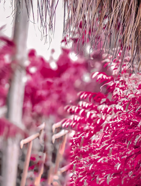 CB Photoshop Flowers Background Full HD Download Free | OyePhoto