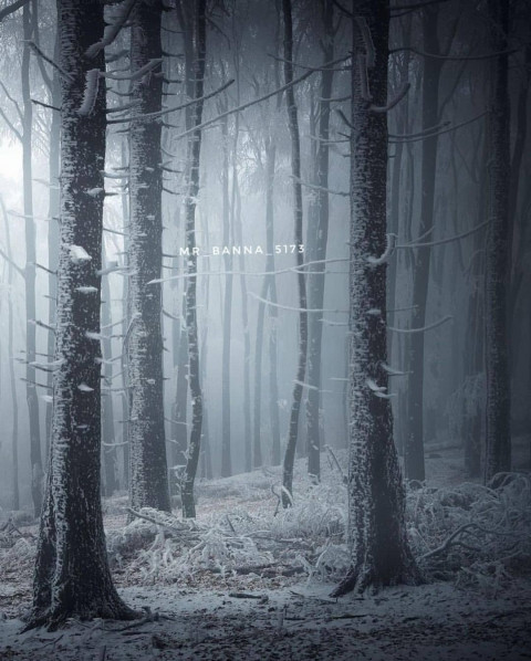 Creative Tree Photo Editing Background Full Hd Picsart | OyePhoto