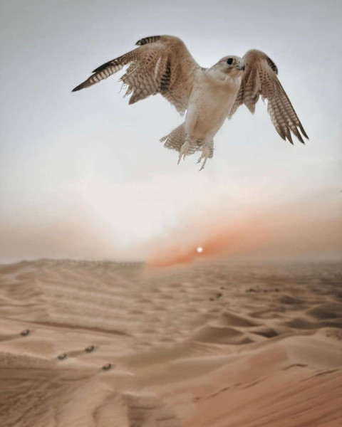 Eagle Picsart Background HD For Photoshop Photo Editing | OyePhoto