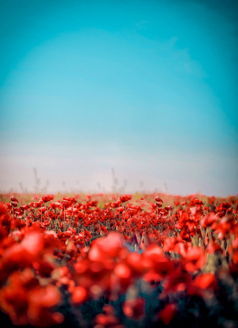 Flowers Picsart Background HD For Photoshop Photo Editing | OyePhoto