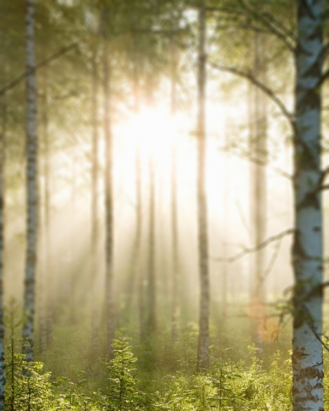 Forest Nature Background For CB Photoshop Editing | OyePhoto