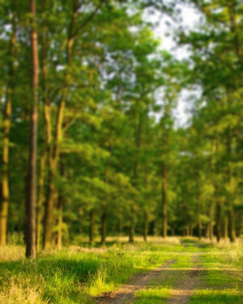 Forest Nature Background For CB Photoshop Editing Full HD | OyePhoto