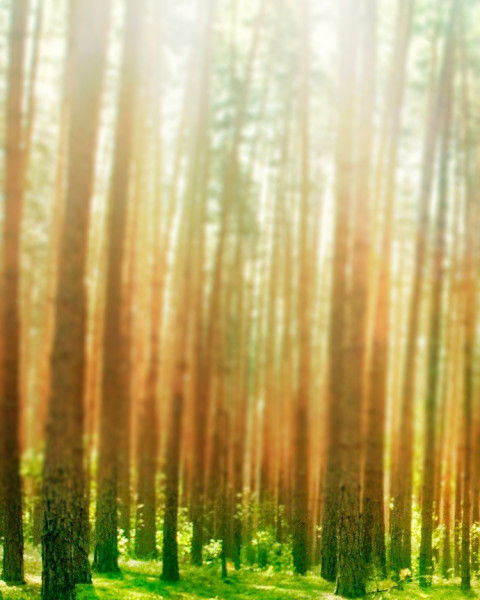 Beautiful Natural Backgrounds For Photo Editing