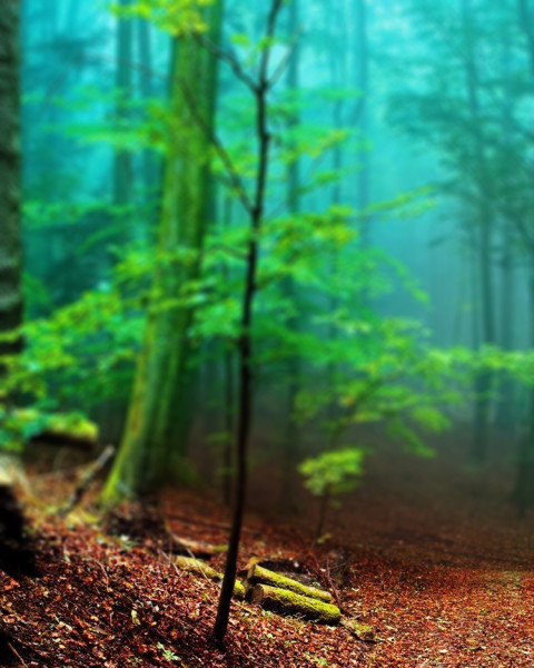 Forest Nature Background For CB Photoshop Editing New | OyePhoto