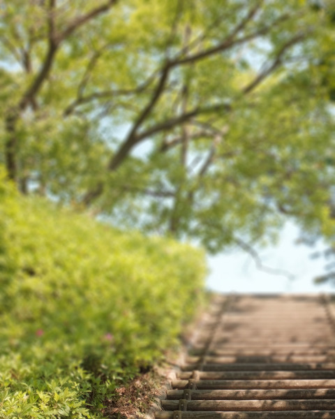 Green Garden CB Picsart Photo Editing Backgrounds New | OyePhoto