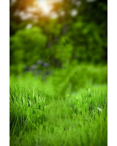 Green Nature Photo Editing Background HD For Photoshop | OyePhoto