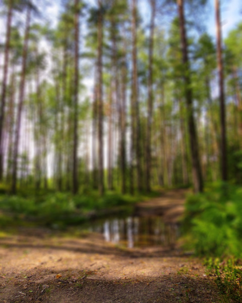 Nature Blur CB Editing Background Download Full HD | OyePhoto