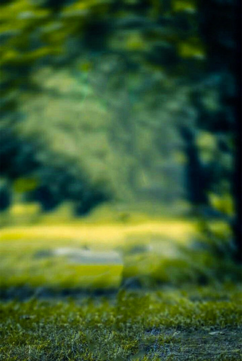Nature Green Forest CB Picsart Editing Background HD Free | OyePhoto