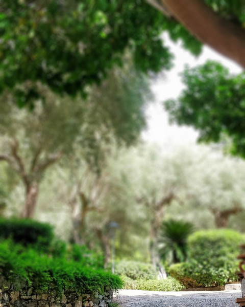 Nature Green Garden Photo Editing Background Free | OyePhoto