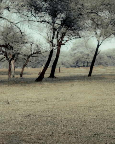 New Creative Tree Photoshop Wallpaper Editor Background HD OyePhoto