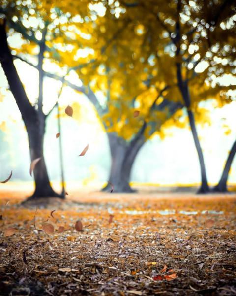 New Forest Tree Leaf Wallpaper HD For Photo Editing Background CB ...