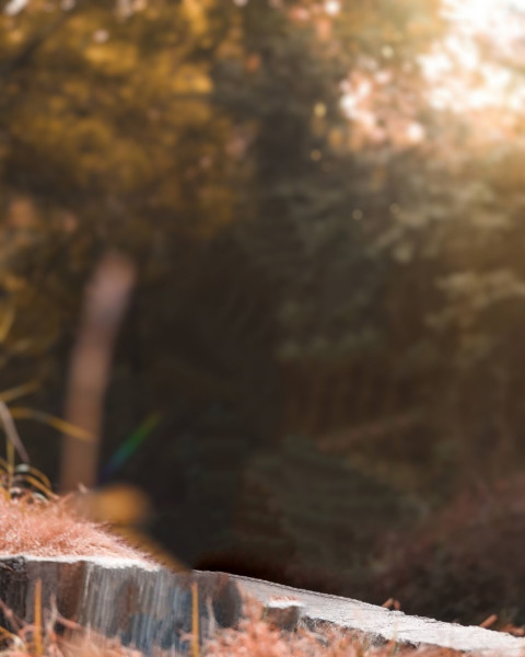 NSB Pictures Background For Blur Forest CB Editing | OyePhoto