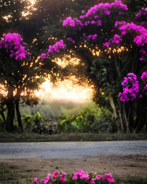 Photo Editing Flowers Nature Background Hd Download | OyePhoto