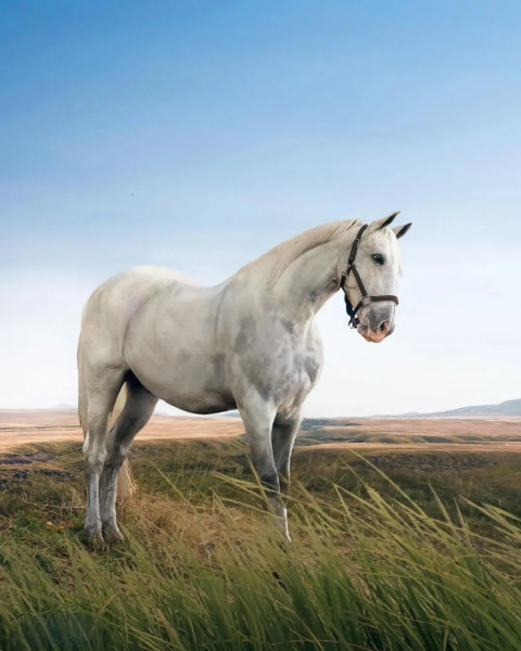 Photoshop White Hourse Background Images Editing CB Photos | OyePhoto