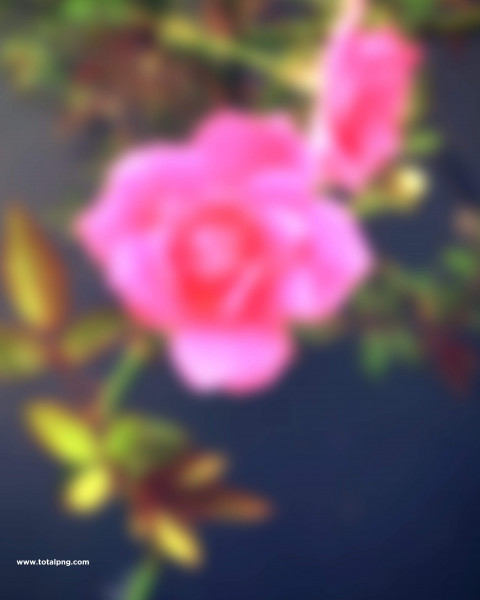 Background Flower Images For Editing - Infoupdate.org