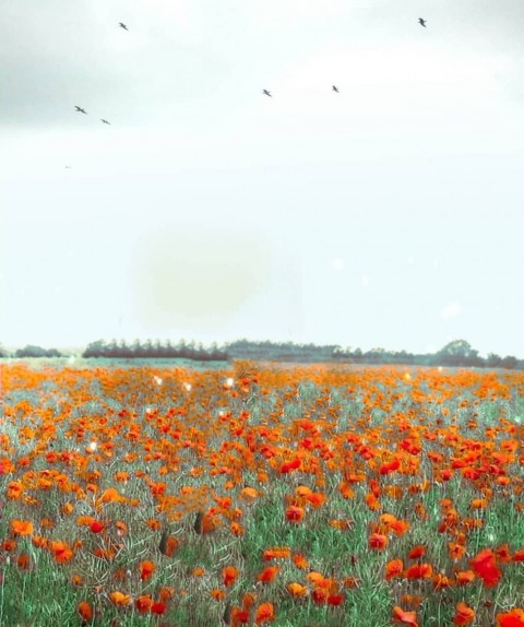 Picsart Editing Flowers Background Free Download | OyePhoto