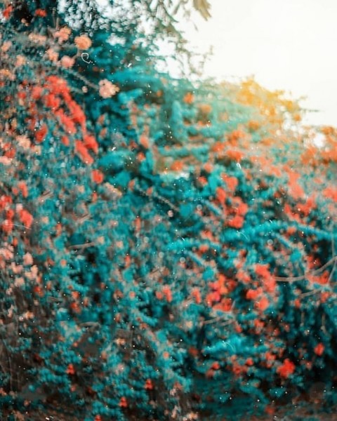 Picsart HD Editing Flowers Background | OyePhoto