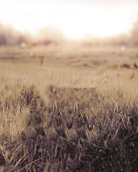 Snapseed HD Photo Background Editing | OyePhoto