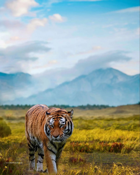 Tiger Picsart Editing Background Full HD Download | OyePhoto