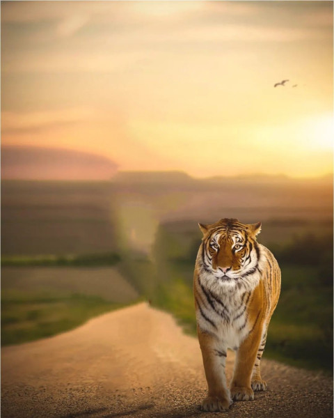 Image Result For Cb Edit Background Hd Wallpepar Tiger Images ...