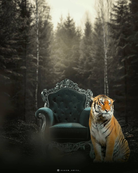 Tiger With Stylish Chair CB PicsArt BAckground | OyePhoto