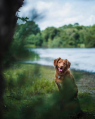 Dog Picsart Editing Background HD For Photoshop | OyePhoto