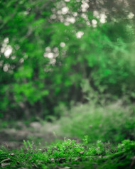 Free Green NAture Images HD Edit Background For Photoshop | OyePhoto