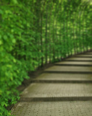 Photoshop Nature Photo Editing Garden Background HD | Image Free Download