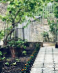 Tree Garden Blur CB Picsart Editing Background Download Full HD | OyePhoto