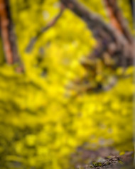 PicsArt HD Yellow Background For Photoshop Photo Editing | OyePhoto