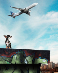 Viral Dog Photo Editing CB Background HD | OyePhoto